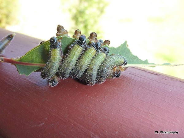 Sawfly Larva or 'Spitfire' Grubs | Project Noah