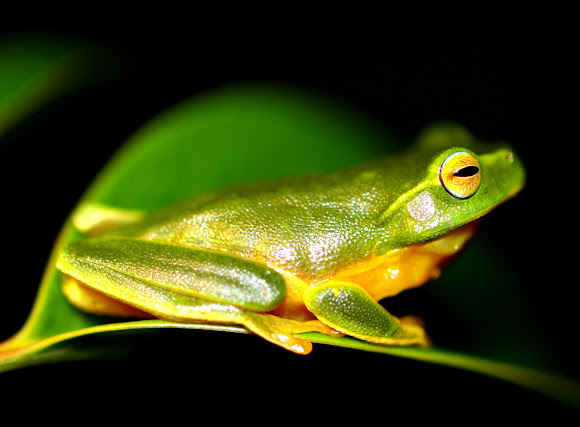 Dainty Tree Frog | Project Noah