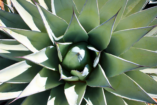 Agave | Project Noah