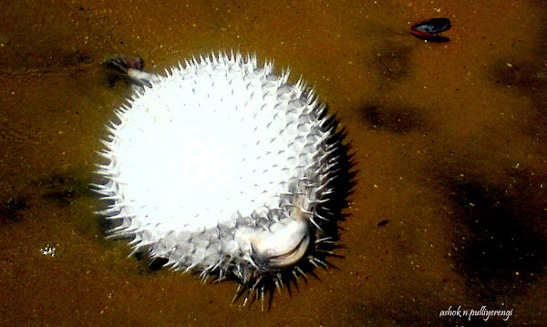 Puffer fish | Project Noah