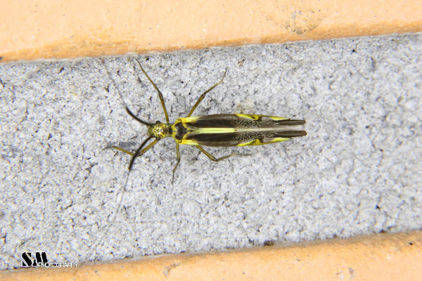 Bark louse | Project Noah