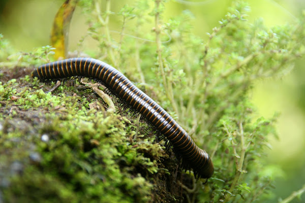 Millipede | Project Noah