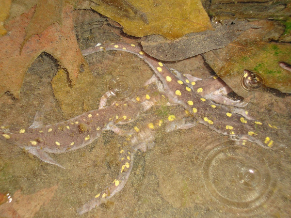 Yellow Spotted Salamander | Project Noah
