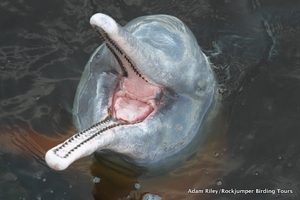 Amazon (Pink) River Dolphin | Project Noah