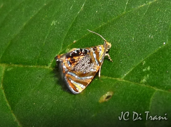 Metalmark Moth | Project Noah