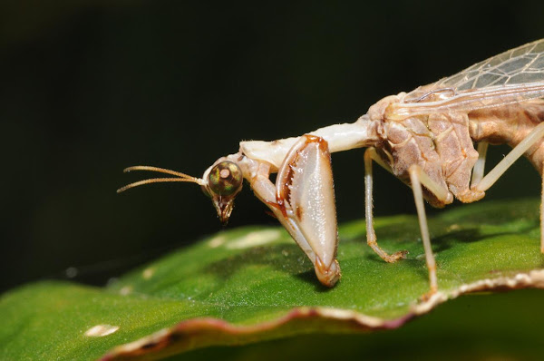 Mantidfly | Project Noah
