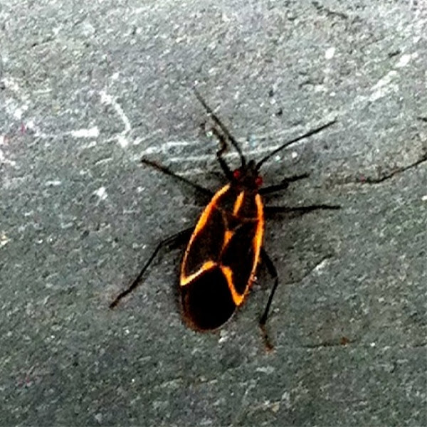 Beetle | Project Noah