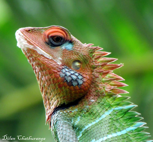 Green forest Lizard | Project Noah