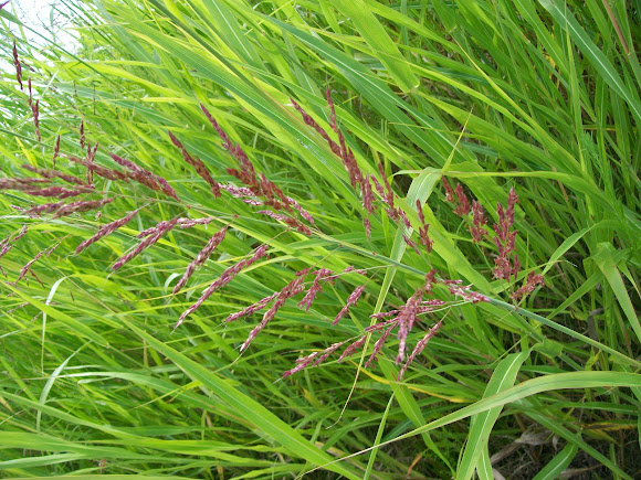 Purpletop Grass | Project Noah