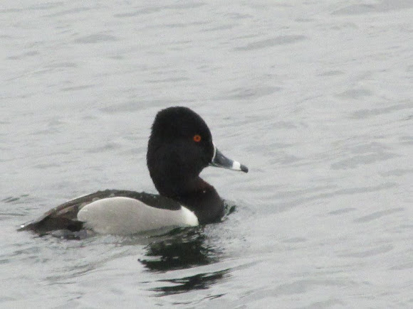 Ring-necked Duck | Project Noah