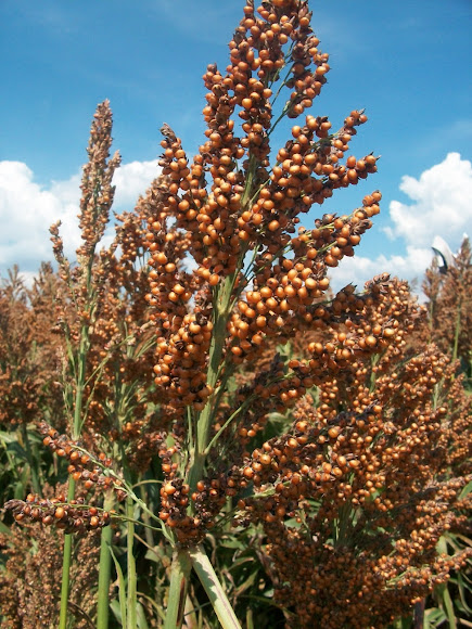 Sorgo | Project Noah