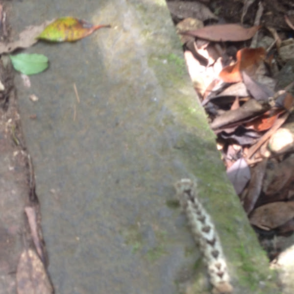 Caterpillar | Project Noah