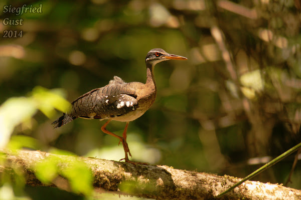 Sunbittern | Project Noah