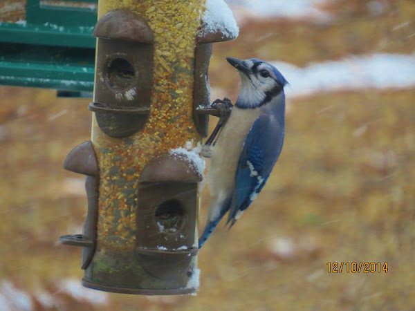 Blue jay | Project Noah