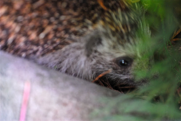 Hedgehog, Igel | Project Noah