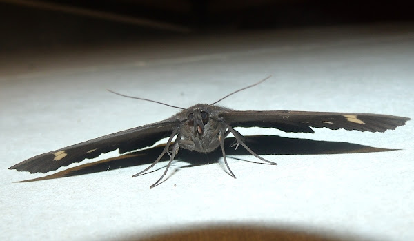 Erebus moth | Project Noah