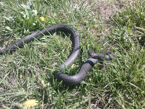 Northern Black Racer | Project Noah