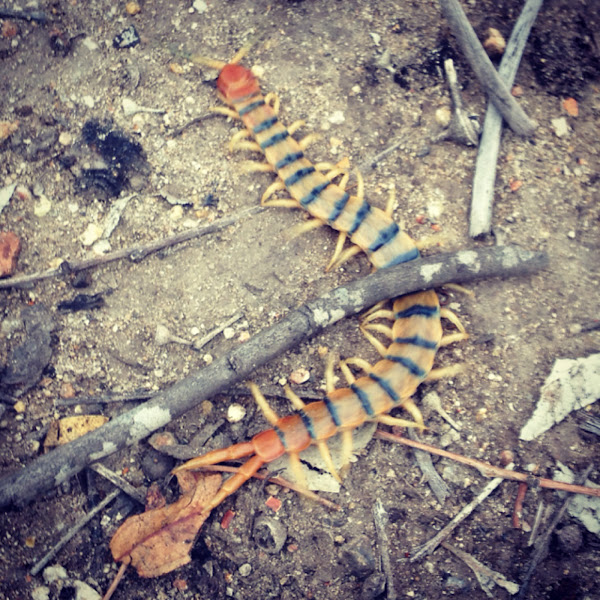 Centipede | Project Noah