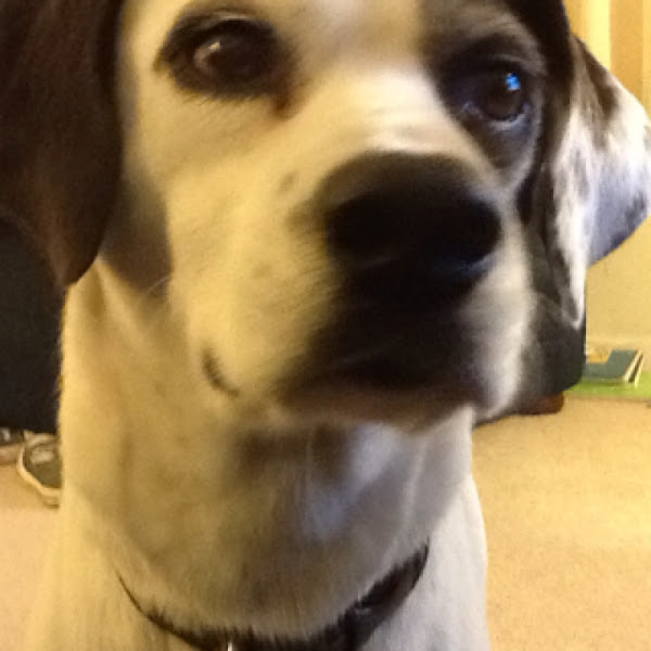 Pointer Mix | Project Noah