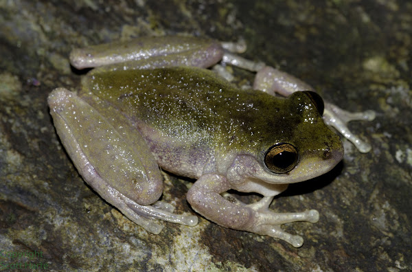 Common Mist Frog | Project Noah