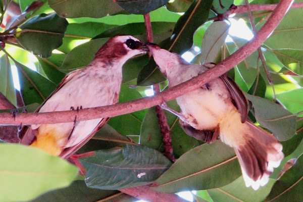 Yellow-vented Bulbul | Project Noah