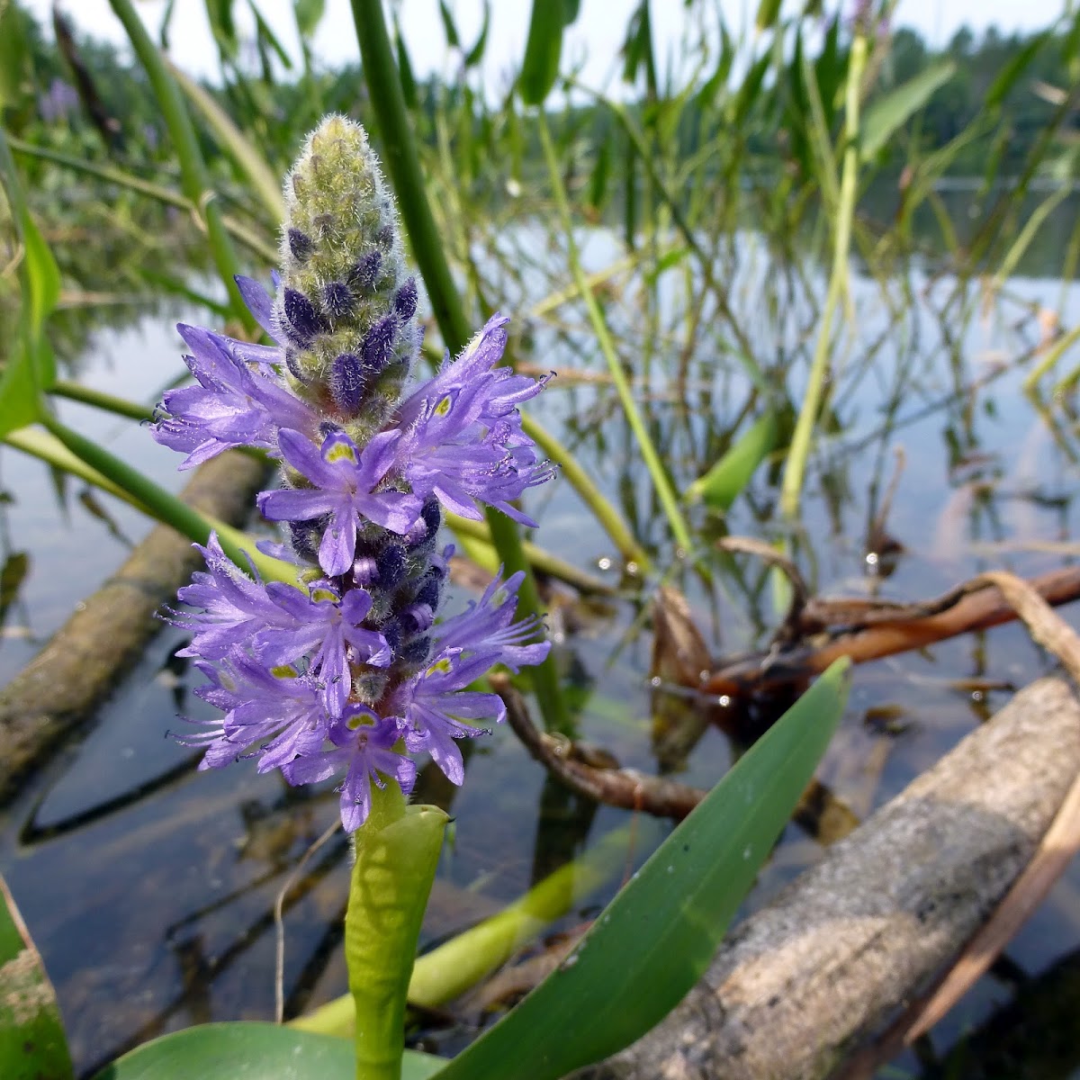 Pickerelweed | Project Noah