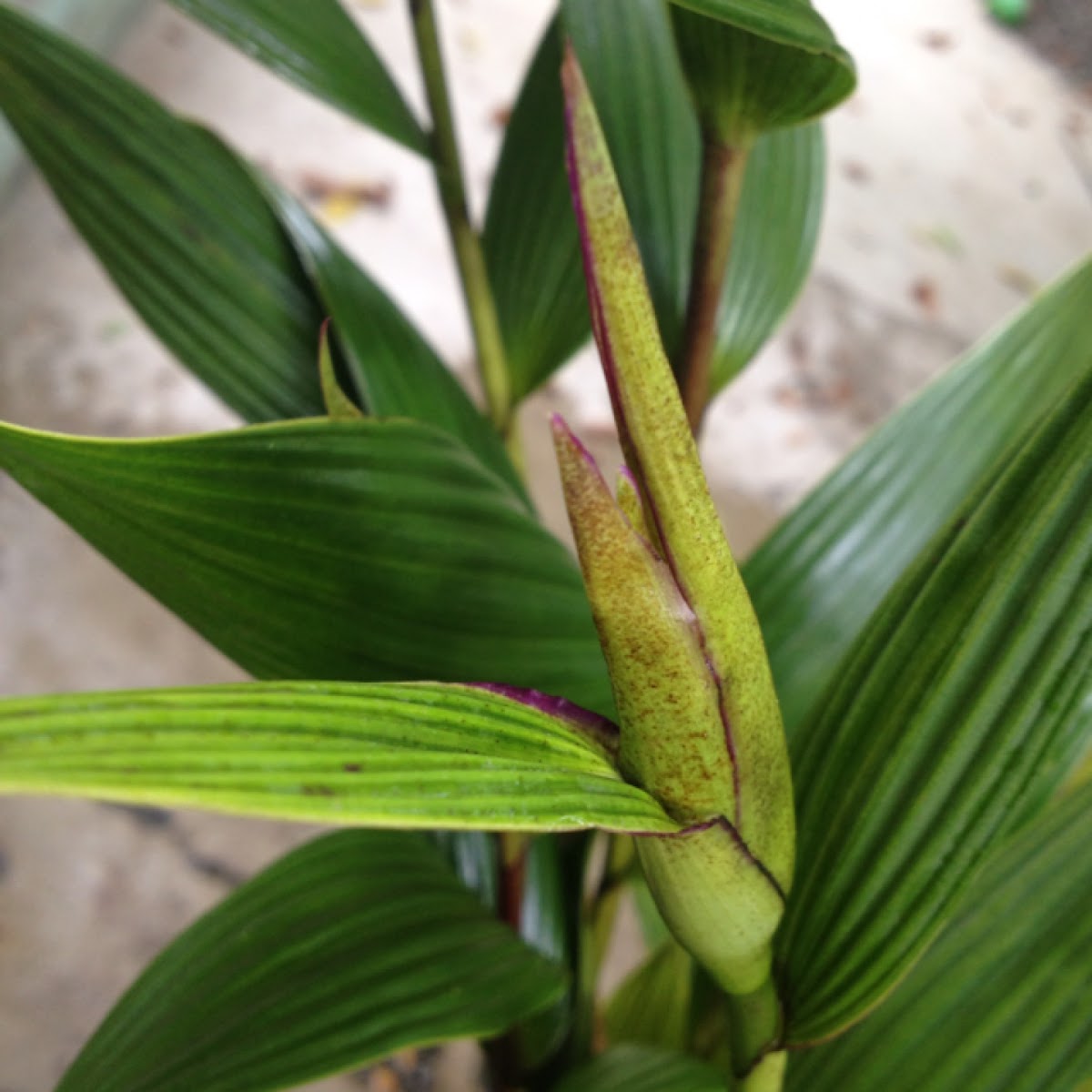 Sobralia | Project Noah