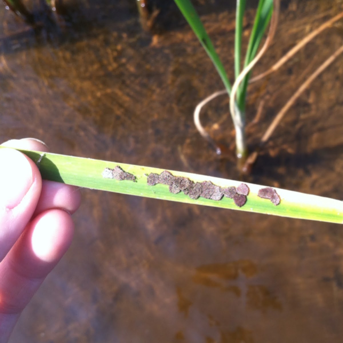 Spotting | Project Noah