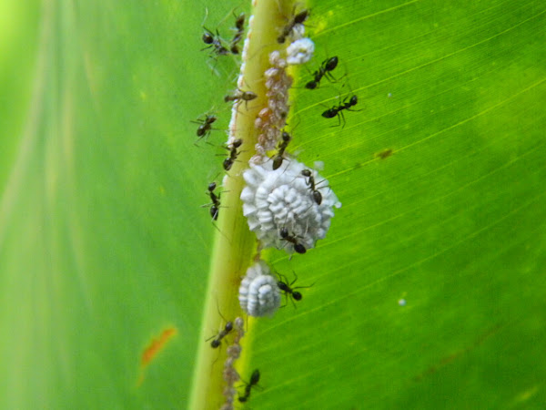 ants, aphids and scale insects(?) | Project Noah