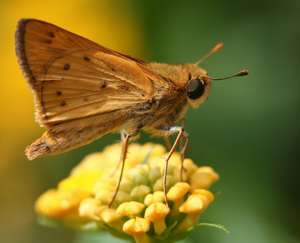 Fiery Skipper | Project Noah