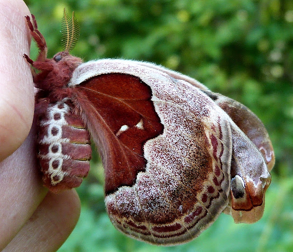 Promethea Silk Moth | Project Noah