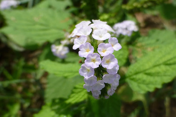 Indian Heliotrope | Project Noah