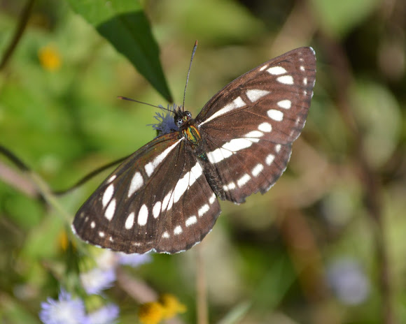 Common Sailor | Project Noah