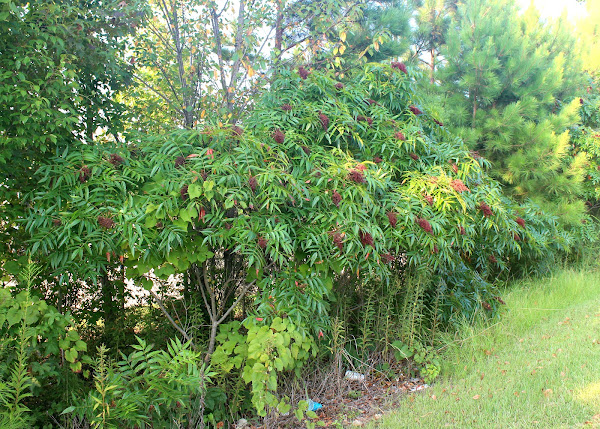 Winged Sumac | Project Noah