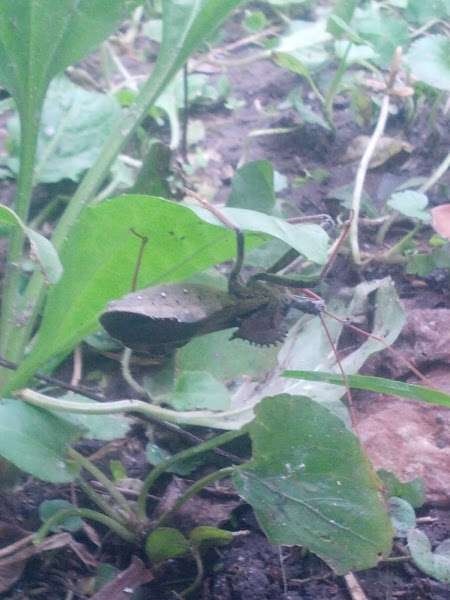 Wheel Bug | Project Noah