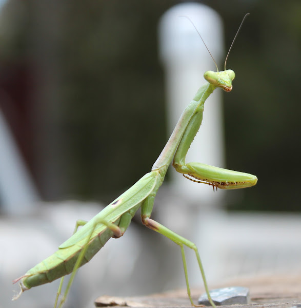 Carolina Mantis, female | Project Noah