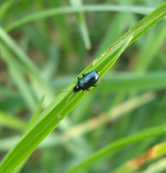 Flea Beetle | Project Noah