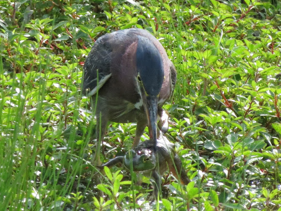 Green Heron (eating a frog) | Project Noah