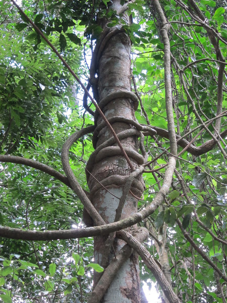 Lianas | Project Noah