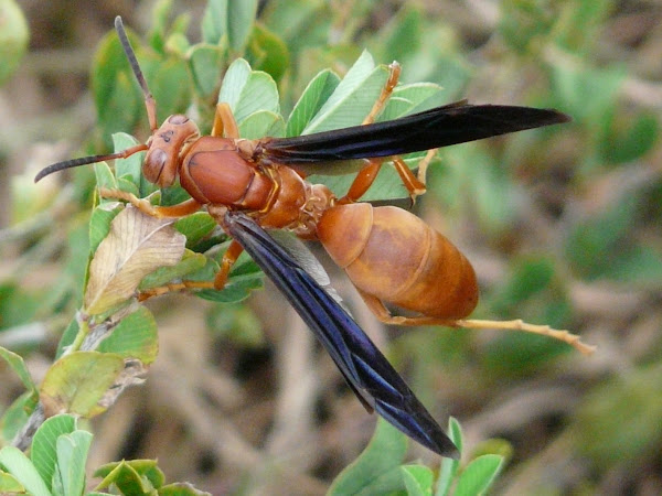 Red wasp | Project Noah