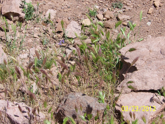 Red Brome | Project Noah