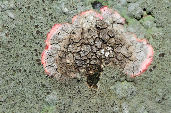 Marchandiomyces corallinus | Project Noah