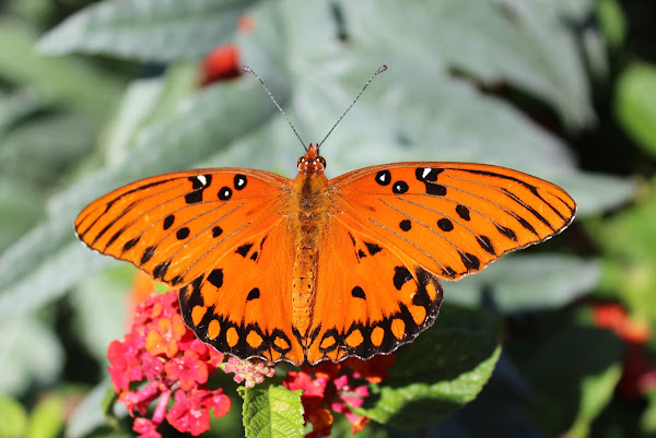 Gulf fritillary butterfly | Project Noah