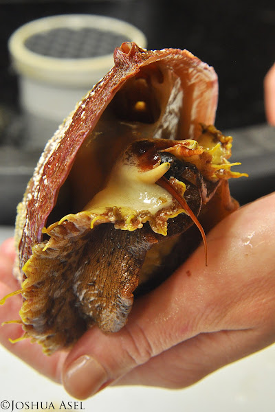 White Abalone (Endangered) | Project Noah