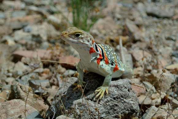Great Basin Collared Lizard | Project Noah
