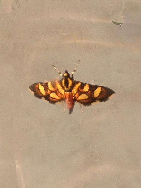 Orange-spotted Flower Moth | Project Noah
