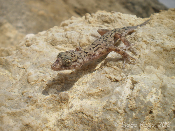 Gecko del Norte Grande | Project Noah