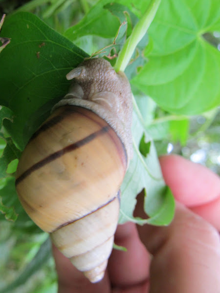 Banded Tree Snail | Project Noah