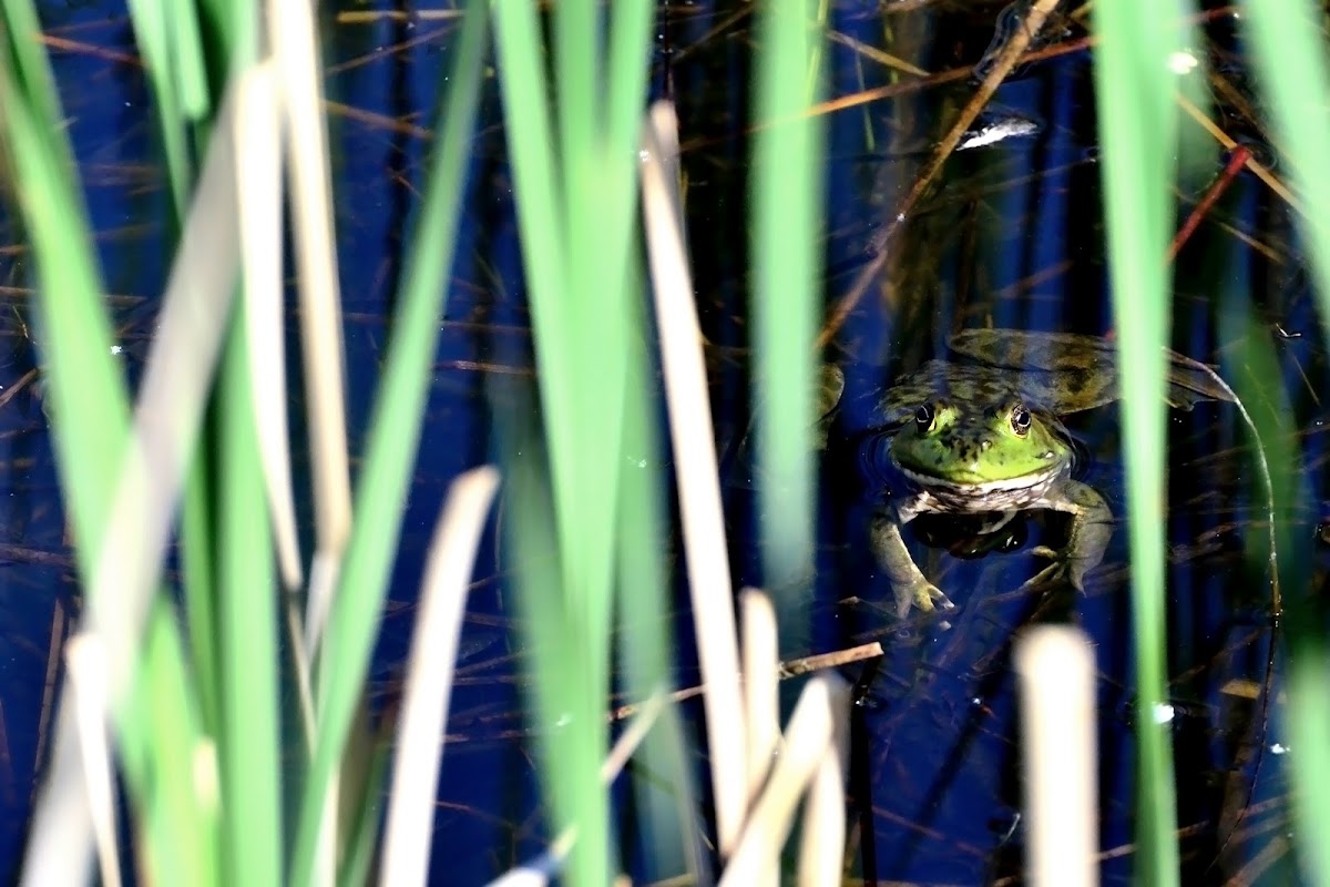 North American Bullfrog | Project Noah