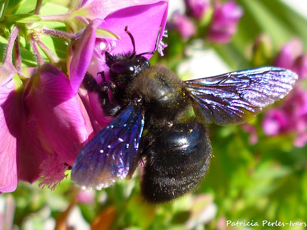 violet carpenter bee | Project Noah